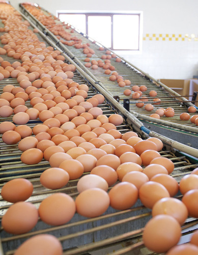 Egg Industry - January 2022 45 largest US egg producers in 2022