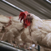 Egg Industry - The 60 largest US egg producers in 2024