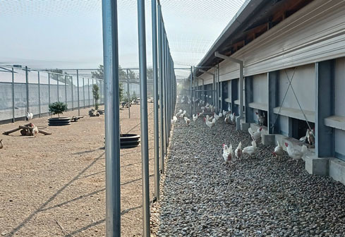 Egg Industry - The 60 largest US egg producers in 2024