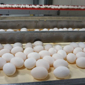Egg Industry - The 52 largest US egg producers in 2025